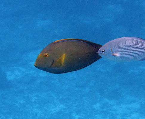 iGoTerra - Learn about Oriental Common Cerulean Jamides celeno