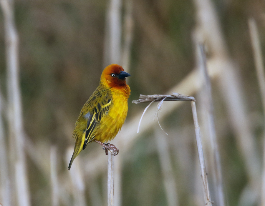 iGoTerra - Learn about Handsome Flycatcher Nephelomyias pulcher