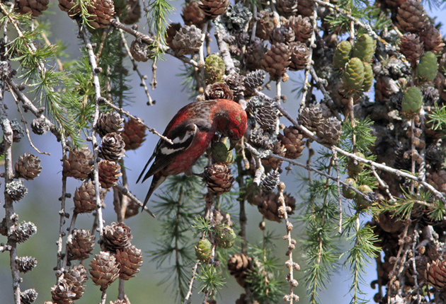 iGoTerra - Learn about Panama Flycatcher Myiarchus panamensis