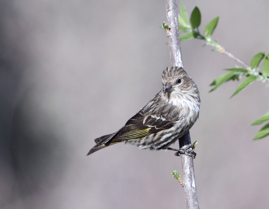 iGoTerra - Learn about Blue-headed Bee-eater Merops muelleri