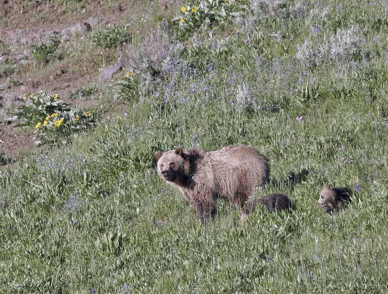 iGoTerra - Learn about Blue-crowned Trogon Trogon curucui