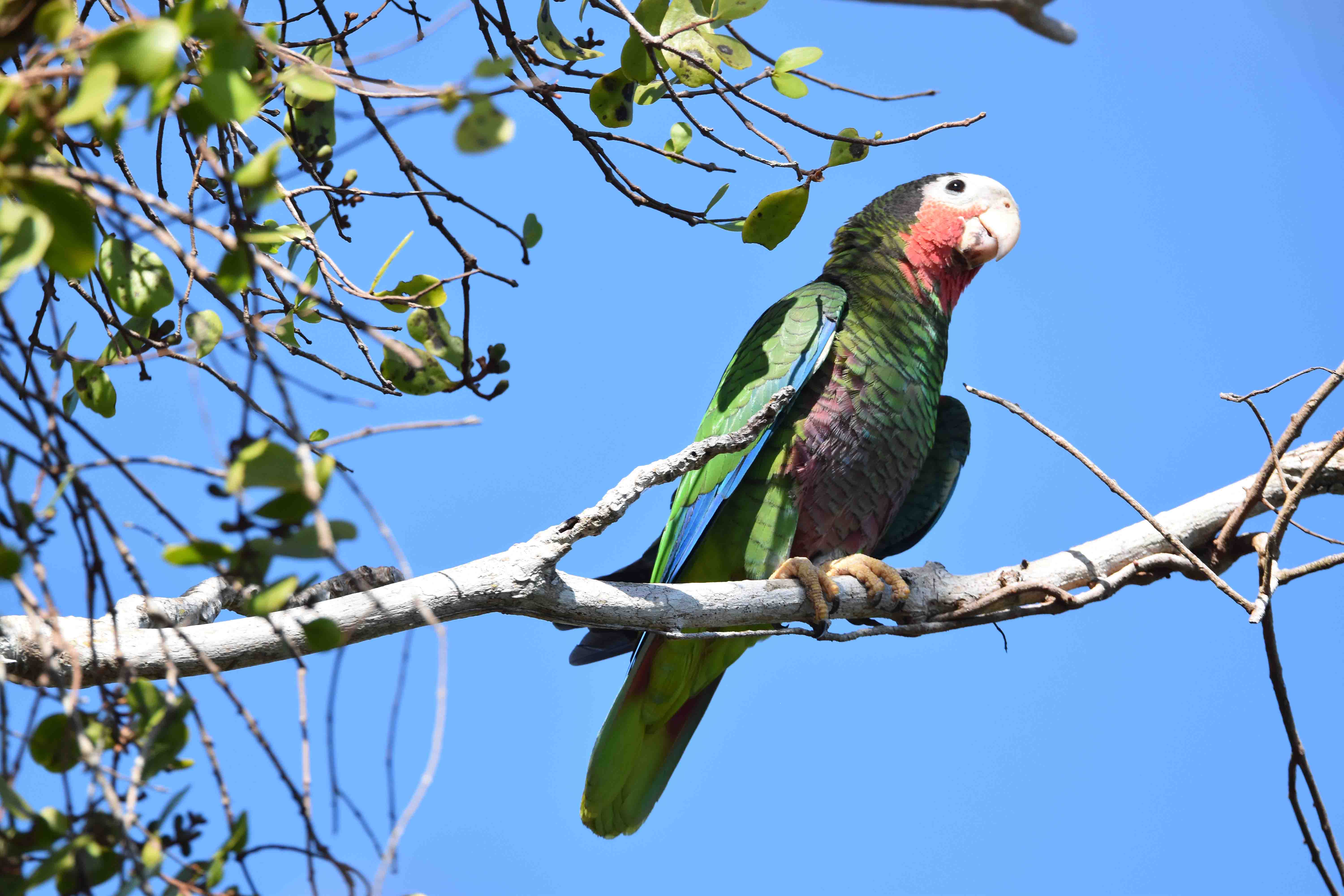 iGoTerra - Learn about Malabar Imperial Pigeon Ducula cuprea