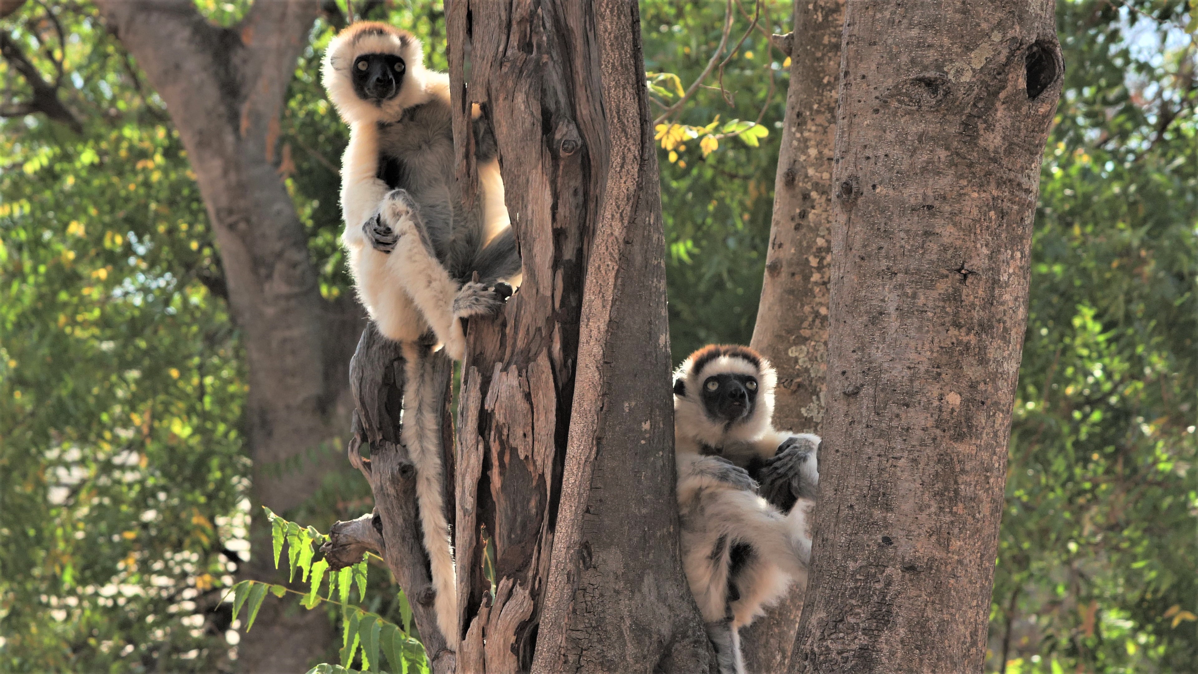 iGoTerra - Learn about Great Tinamou Tinamus major