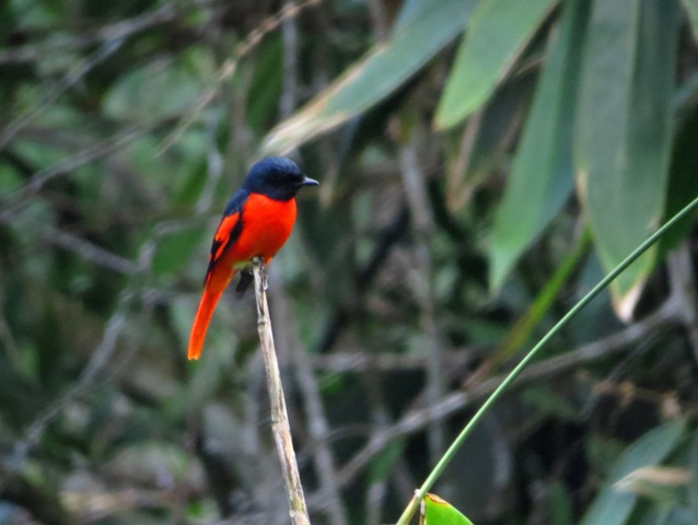 iGoTerra - Learn about Tropical Royal Flycatcher Onychorhynchus coronatus