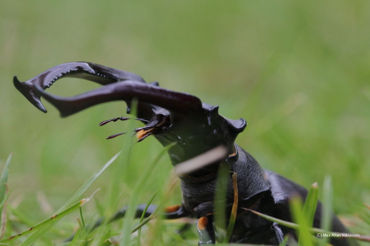 iGoTerra - Learn about Scaled Pigeon Patagioenas speciosa