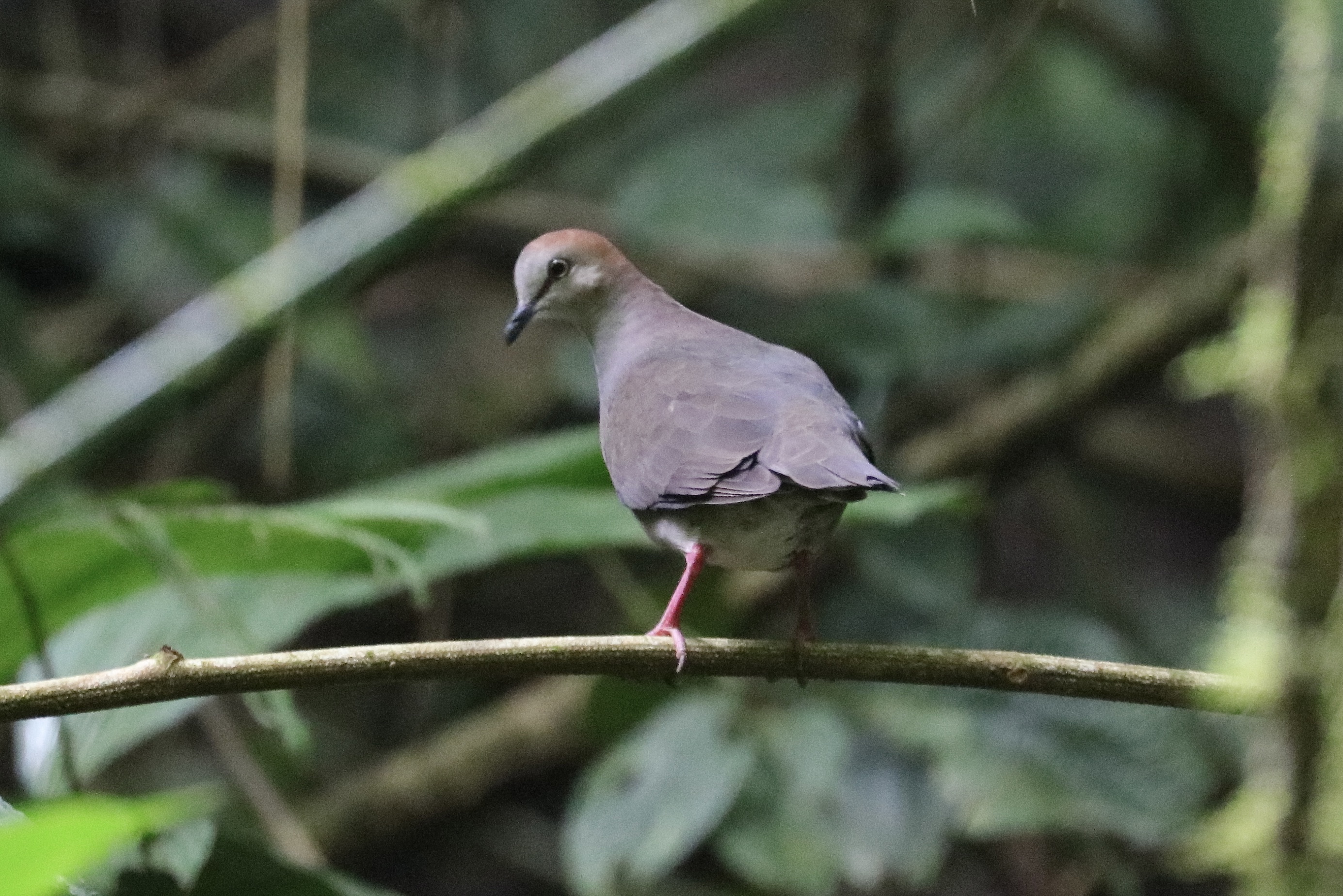iGoTerra - Learn about Whistler's Warbler Phylloscopus whistleri