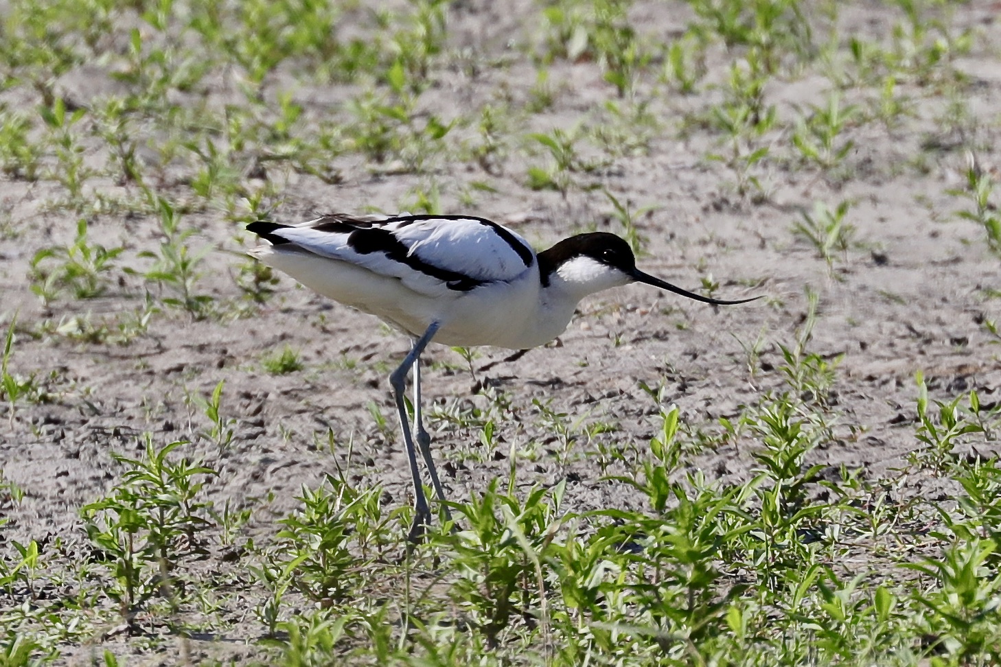 iGoTerra - Learn about Gorgeted Wood-Quail Odontophorus strophium
