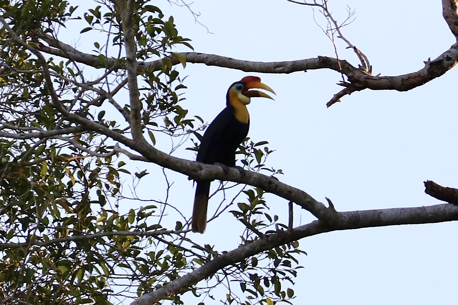 iGoTerra - Learn about Black-faced Woodswallow Artamus cinereus