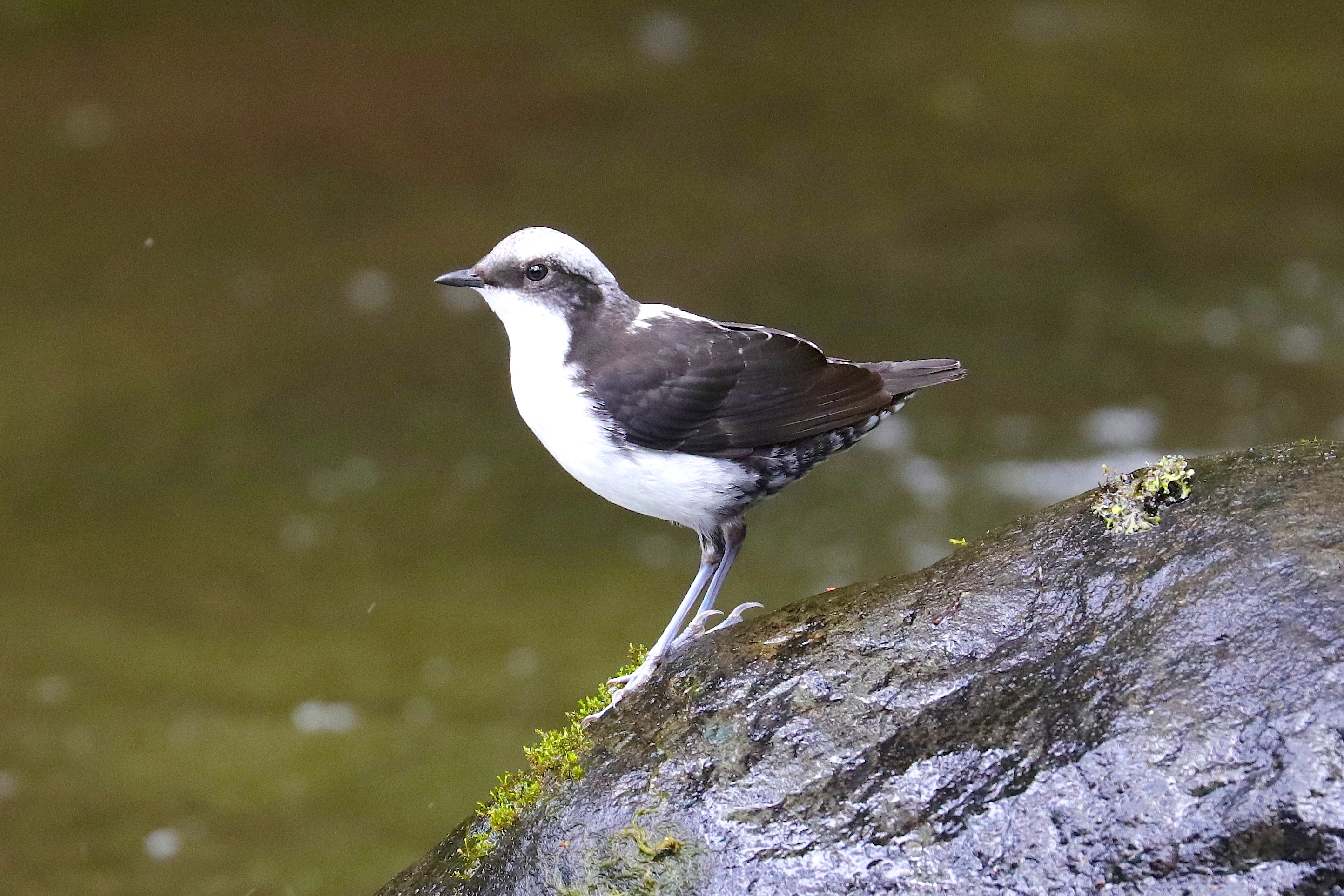iGoTerra - Learn about Leach's Storm-Petrel Hydrobates leucorhous