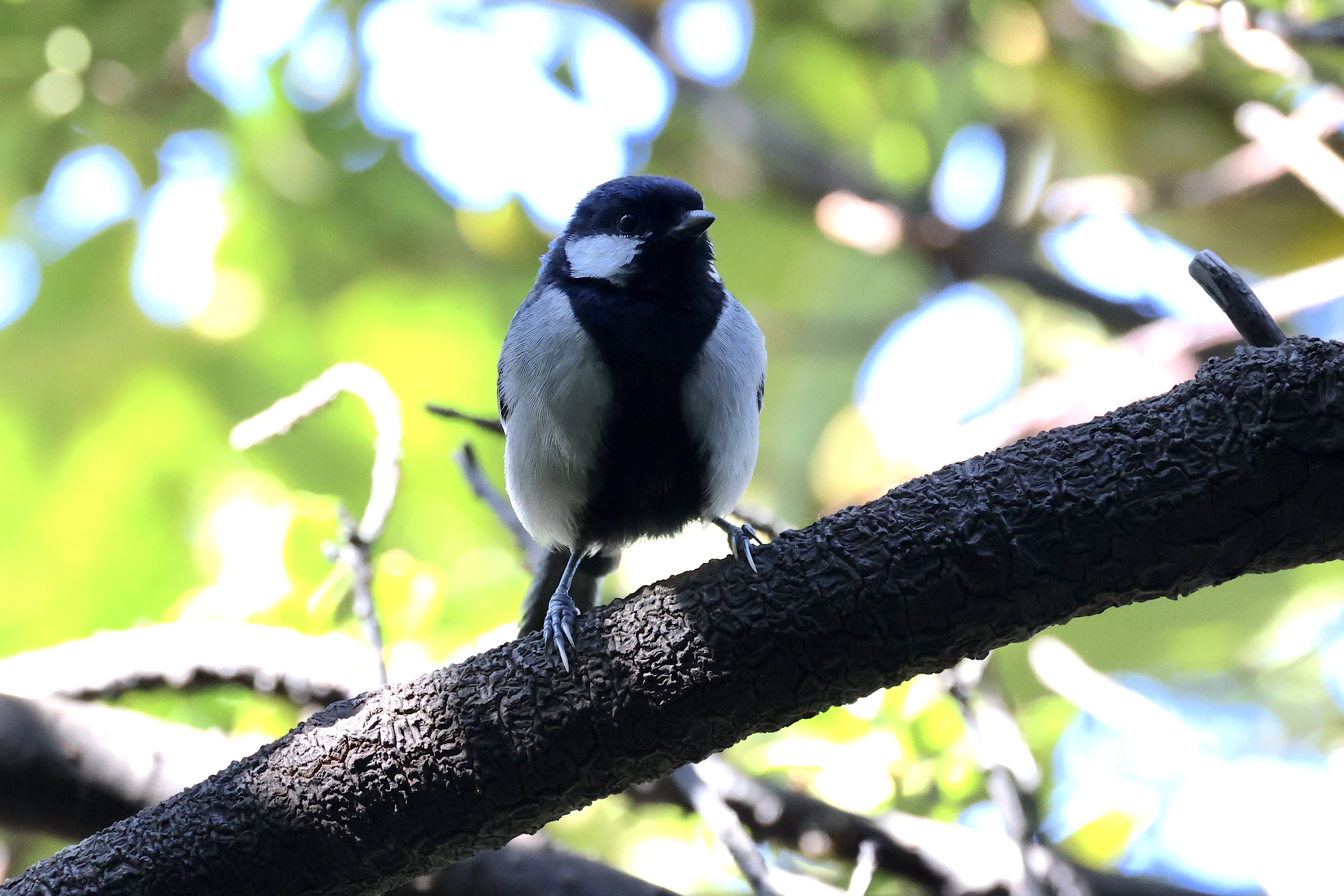 iGoTerra - Learn about White-crowned Manakin (guianan) Pseudopipra ...