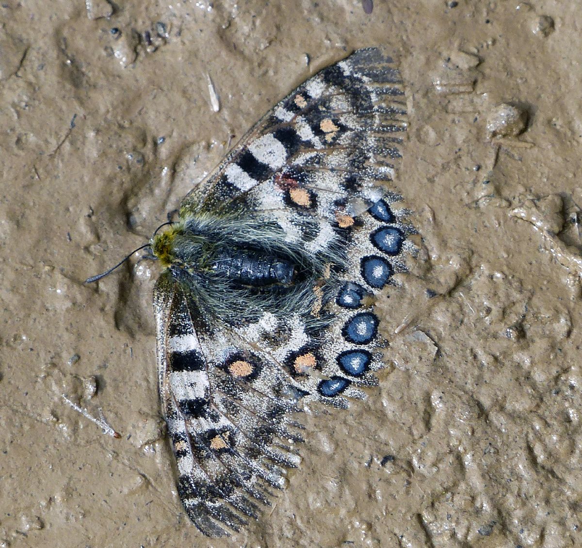 iGoTerra - Learn about Orange Moth Angerona prunaria