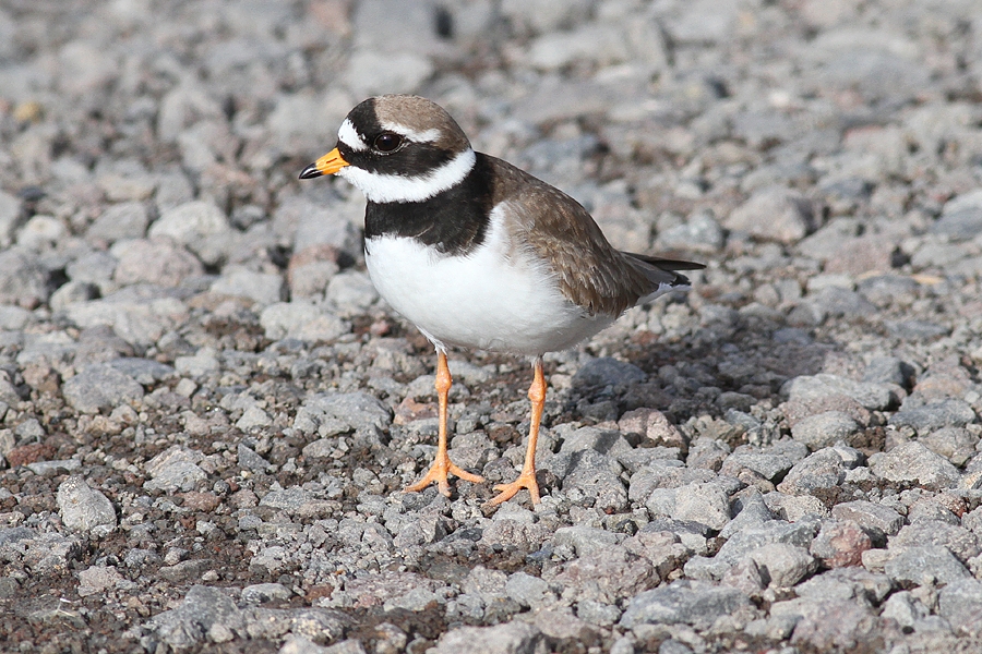 iGoTerra - Learn about Blue-headed Bee-eater Merops muelleri