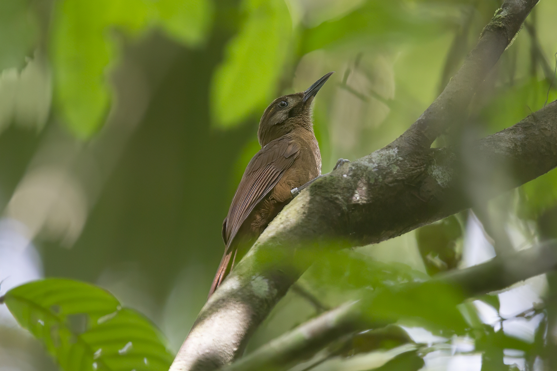 iGoTerra - Learn about Large Gray Dagger Moth Acronicta dactylina