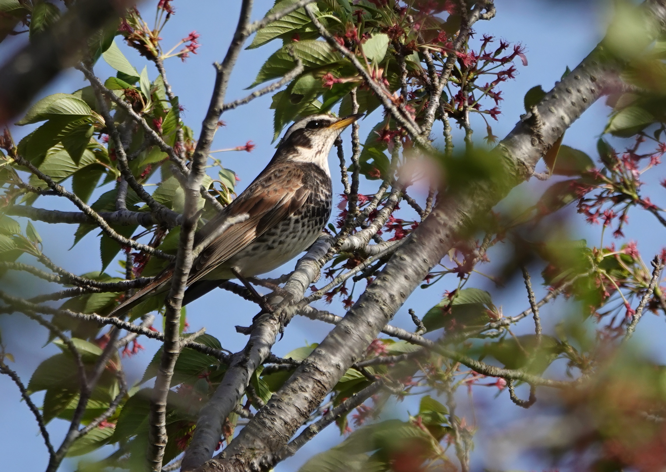 iGoTerra - Learn about Hirundo rustica tytleri