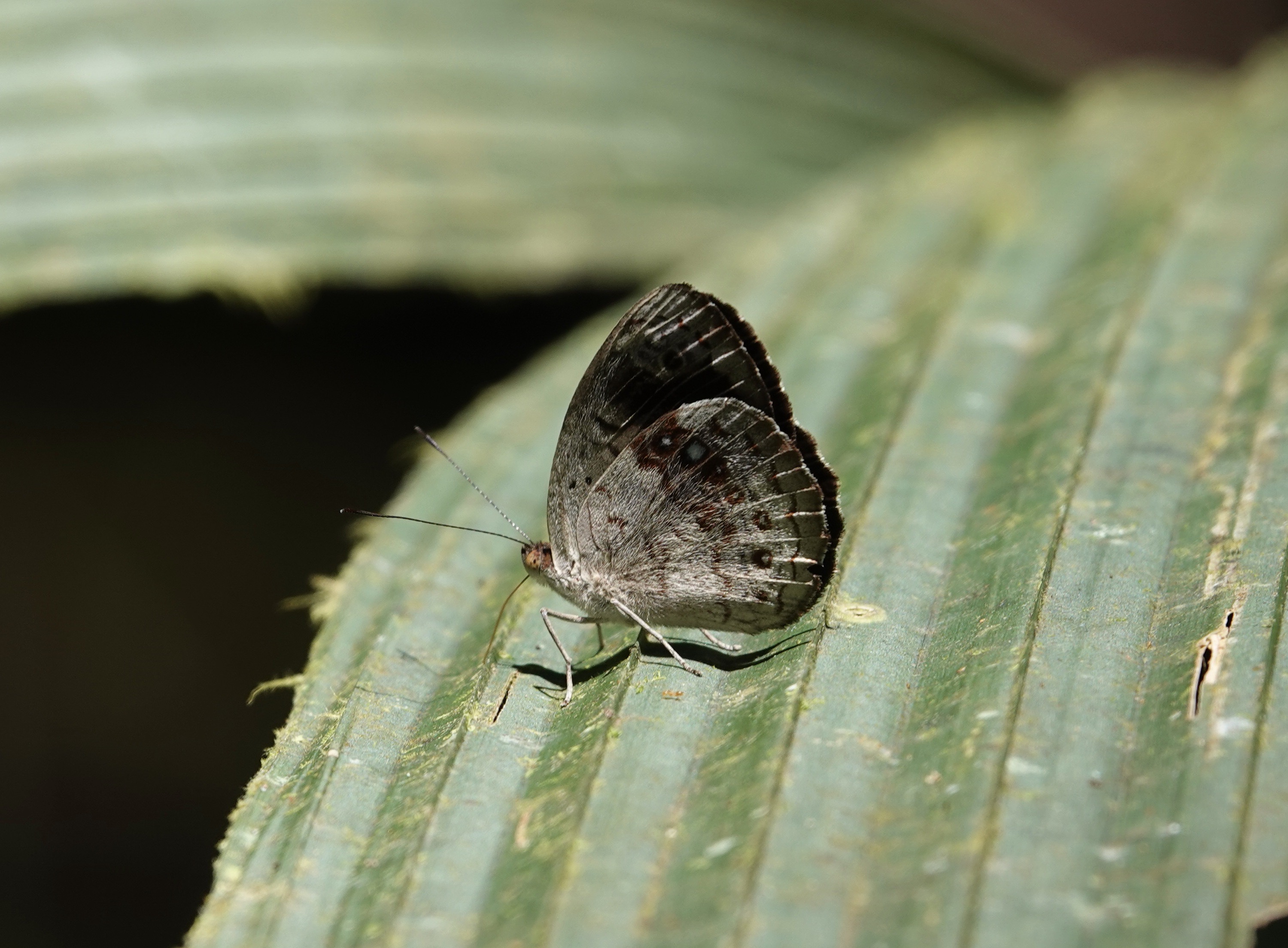 iGoTerra - Learn about Horned Spanworm Moth Nematocampa resistaria