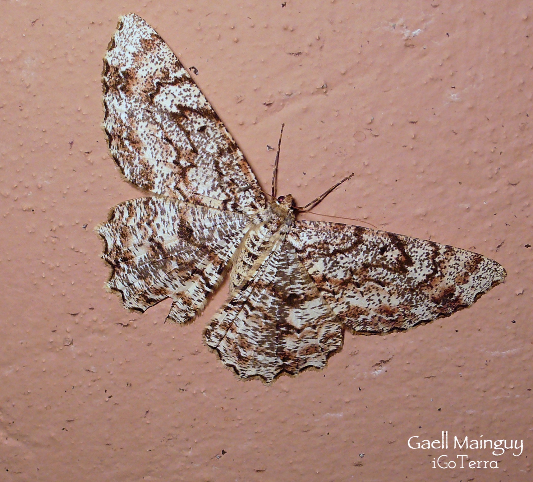 iGoTerra - Learn about Dacelo tyro archboldi