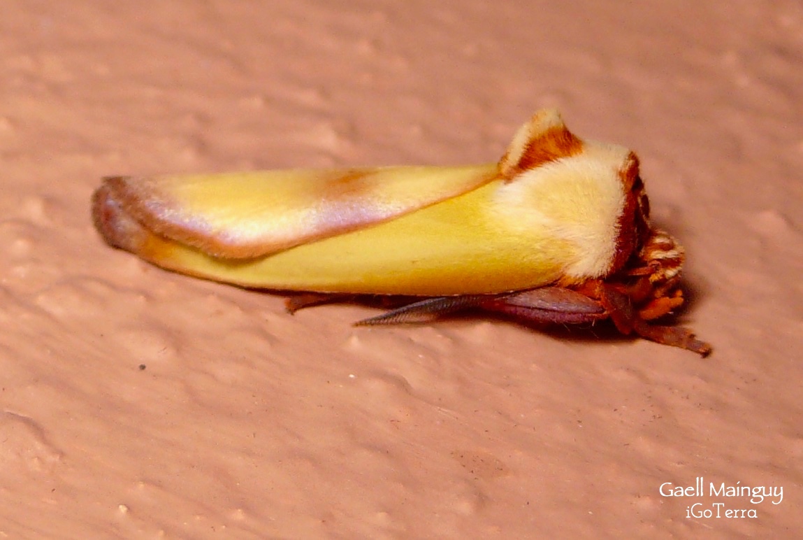 iGoTerra - Learn about Muscat Mouse-tailed Bat Rhinopoma muscatellum