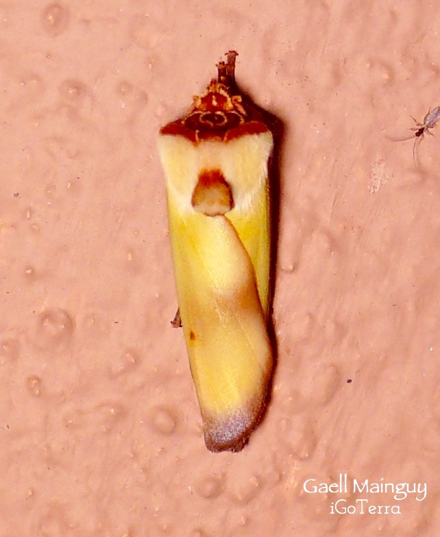 iGoTerra - Learn about Muscat Mouse-tailed Bat Rhinopoma muscatellum
