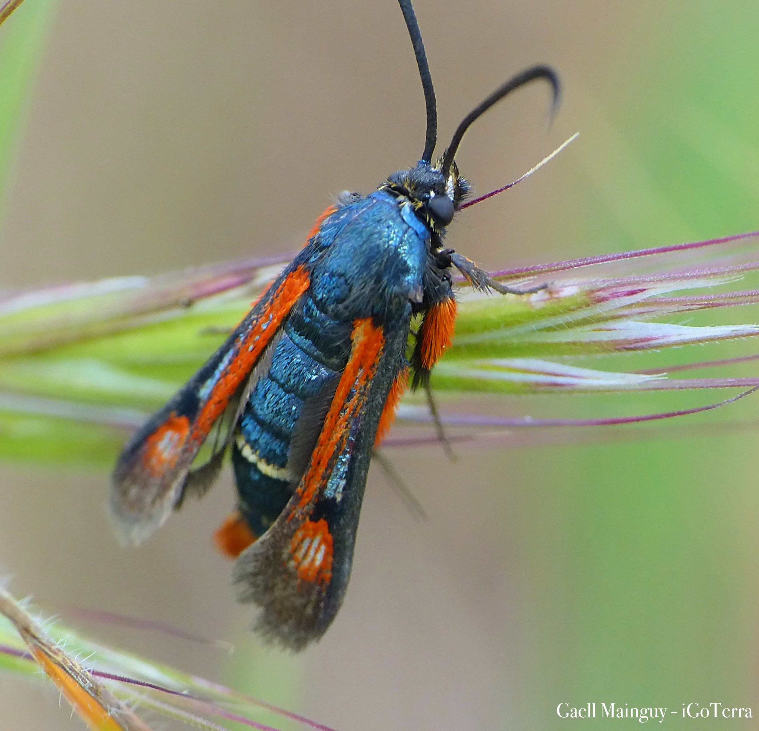 iGoTerra - Learn about Australian Swiftlet Aerodramus terraereginae