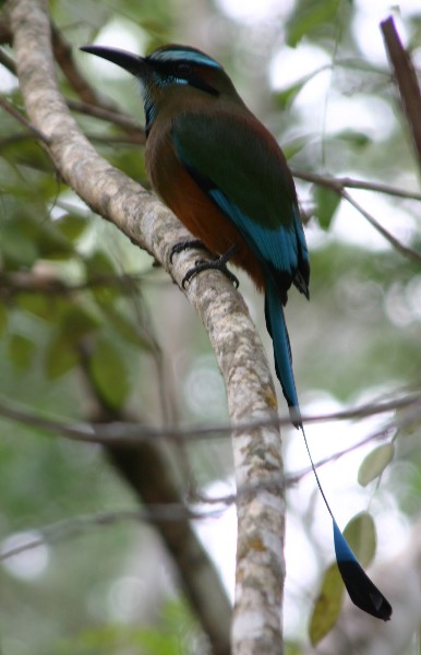 iGoTerra - Learn about Dusky Antbird Cercomacroides tyrannina