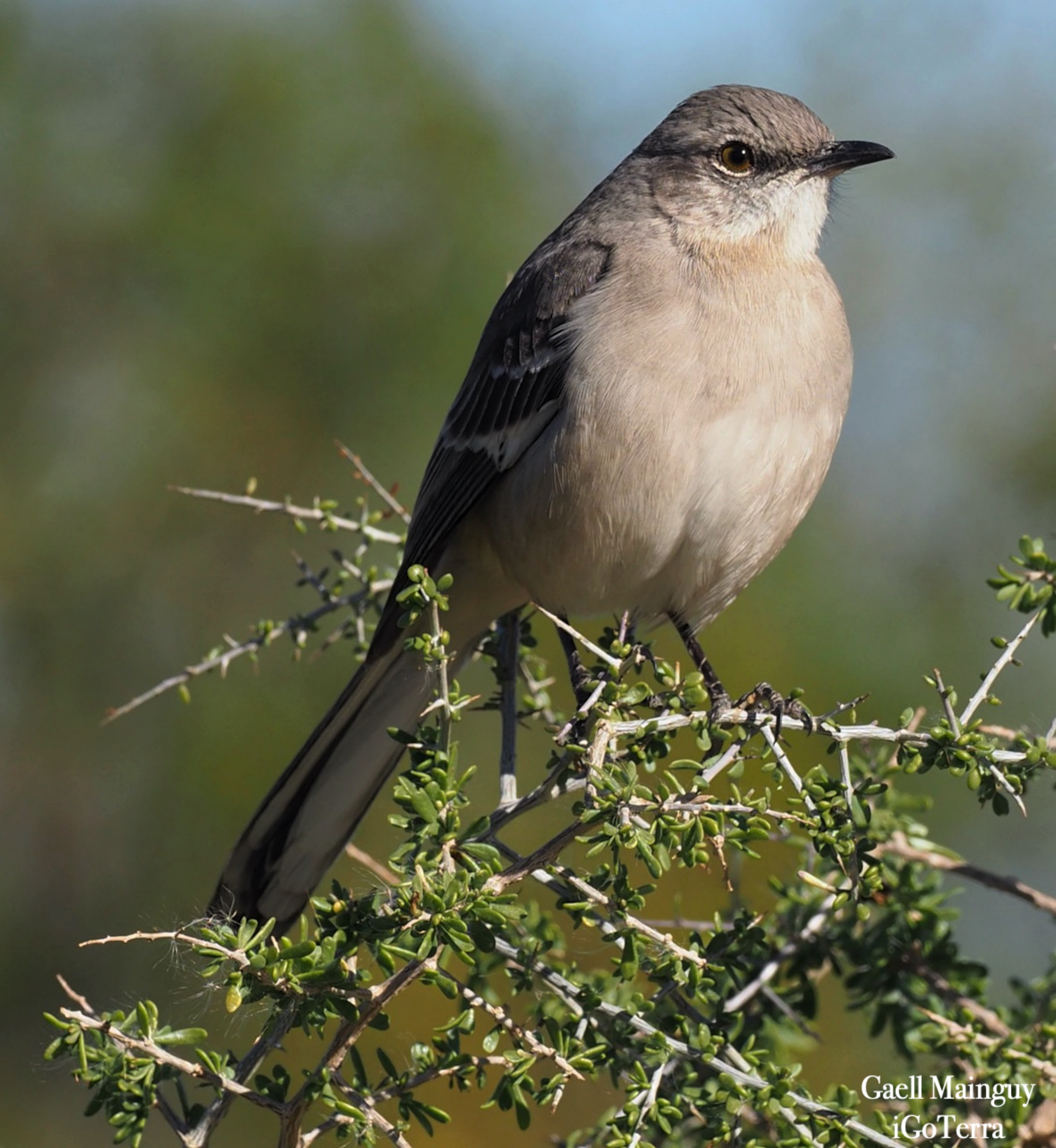 iGoTerra - Learn about Chestnut-vented Warbler Curruca subcoerulea