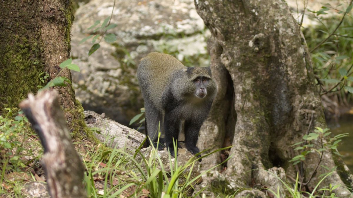 iGoTerra - Learn about Cyprus Scops-Owl Otus cyprius
