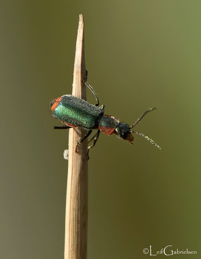 iGoTerra - Learn about Chinese Sparrowhawk Accipiter soloensis