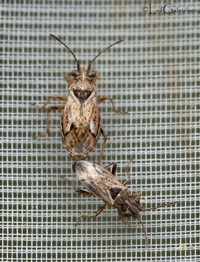 iGoTerra - Learn about Pyrocephalus rubinus piurae