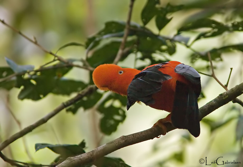 iGoTerra - Learn about Aegithalos caudatus macedonicus