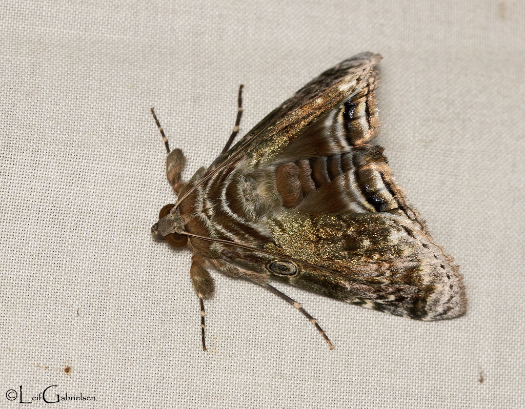 iGoTerra - Learn about Common Striped Hawk Hippotion eson