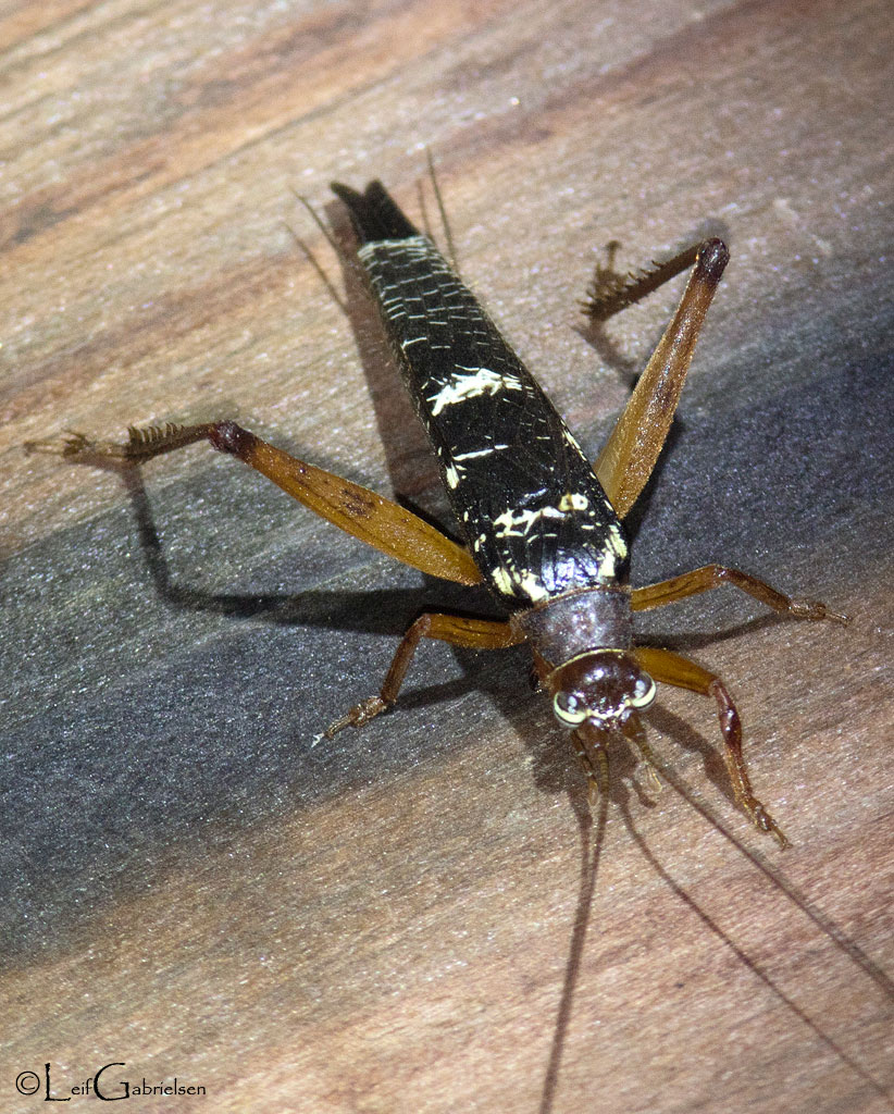 iGoTerra - Learn about Southern Armyworm Moth Spodoptera eridania
