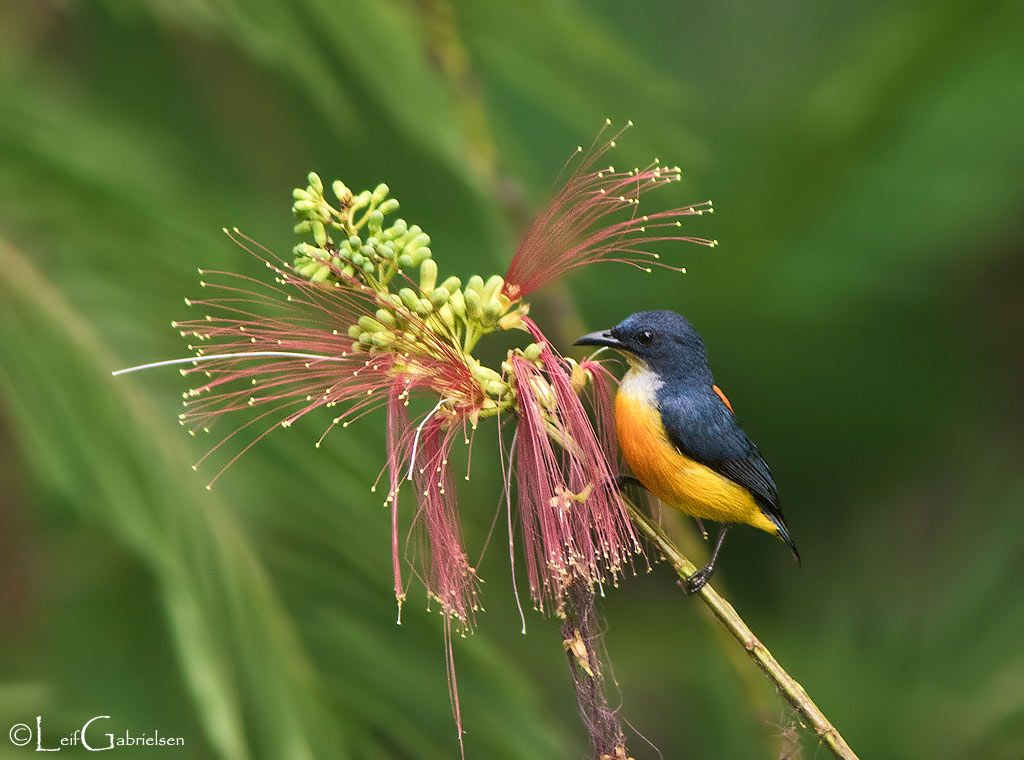 iGoTerra - Learn about Yellow Restharrow Ononis natrix