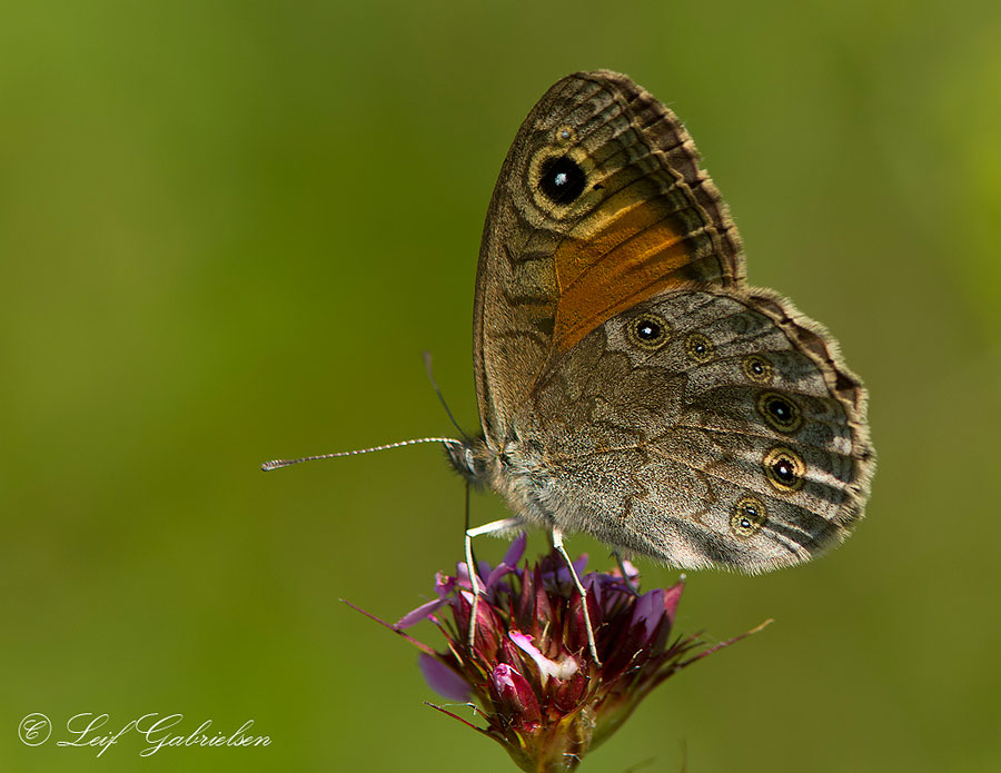 iGoTerra - Learn about Flame Shoulder Ochropleura plecta