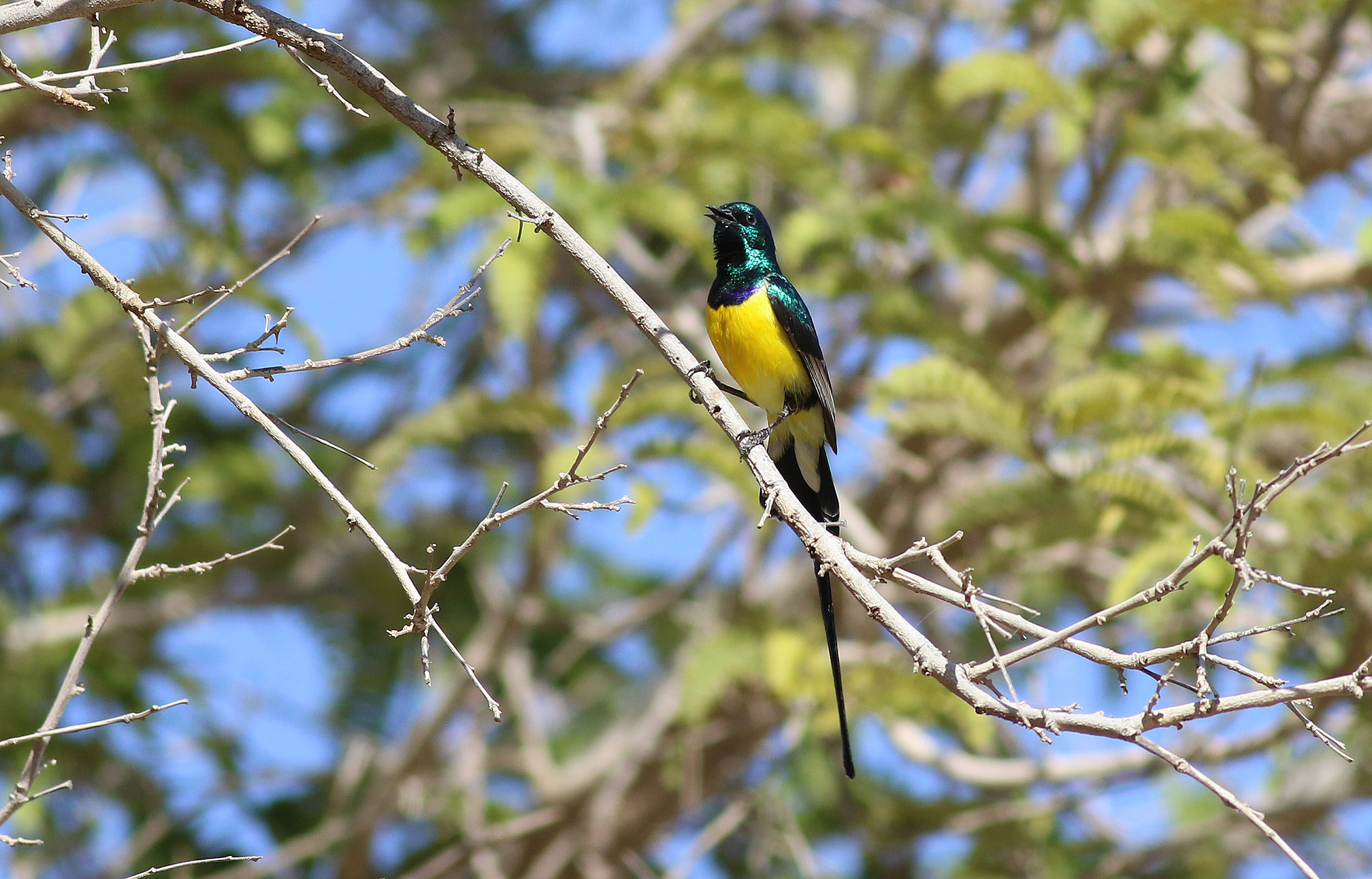 iGoTerra - Learn about Common Jay Graphium doson