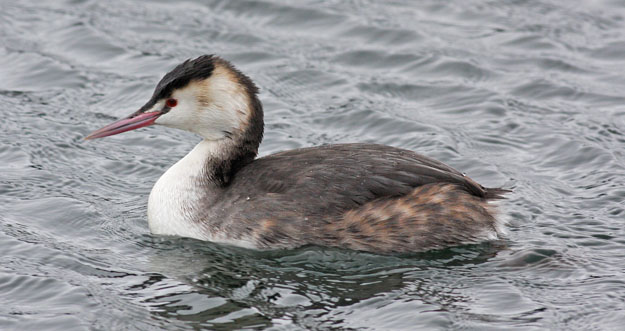 iGoTerra - Learn about Common Swift Apus apus