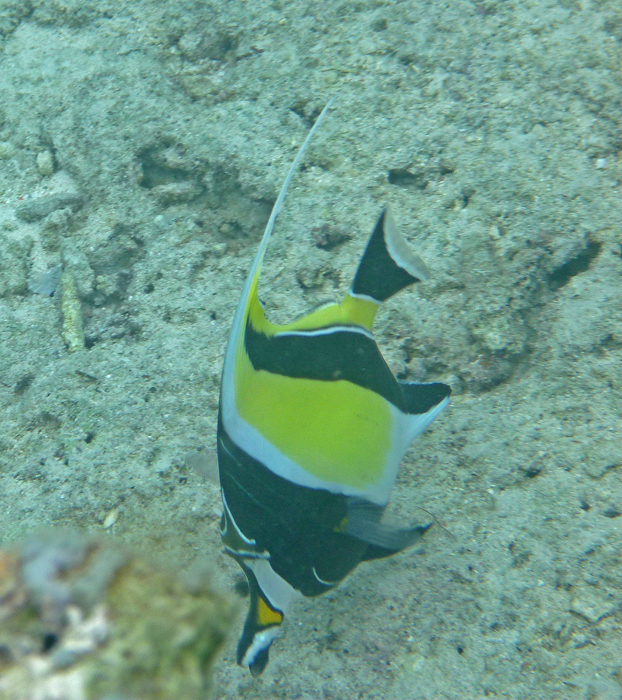 iGoTerra - Learn about Rufous-backed Dwarf Kingfisher Ceyx rufidorsa