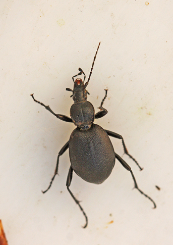 iGoTerra - Learn about Common Jay Graphium doson