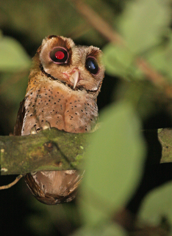 iGoTerra - Learn about Dideric Cuckoo Chrysococcyx caprius