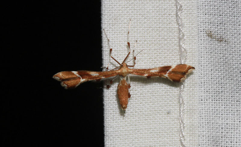 iGoTerra - Learn about Severtzov's Grouse Tetrastes sewerzowi