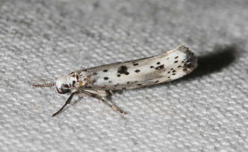 iGoTerra - Learn about Severtzov's Grouse Tetrastes sewerzowi