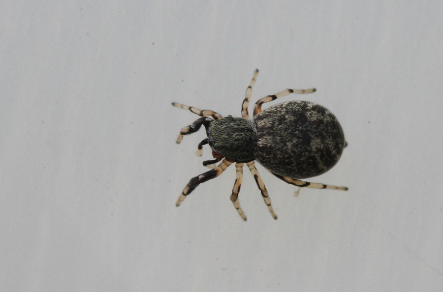 iGoTerra - Learn about Charming Hummingbird Polyerata decora