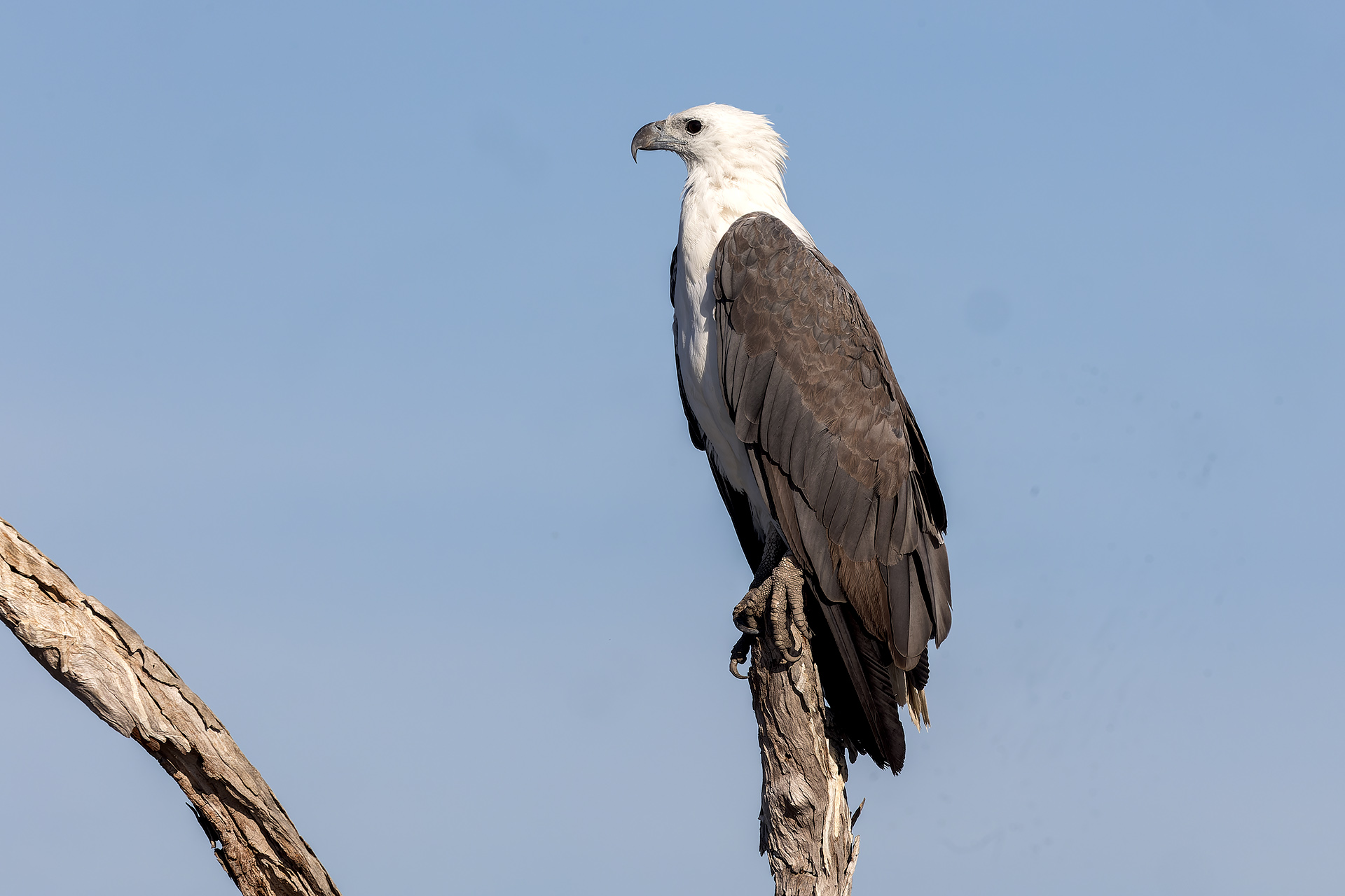 iGoTerra - Learn about Common Egg Cowrie Ovula ovum