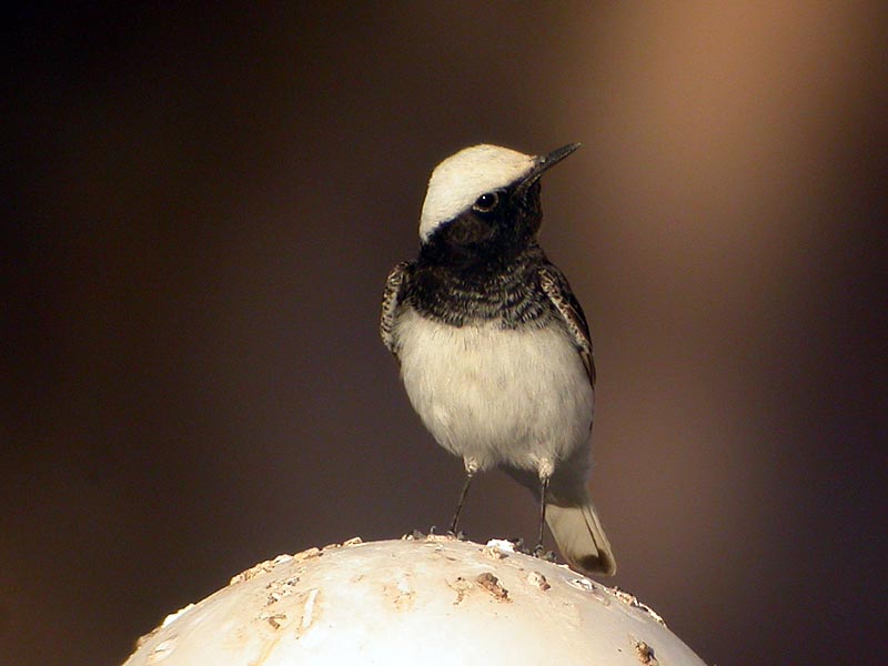 iGoTerra - Learn about Oriental Common Cerulean Jamides celeno