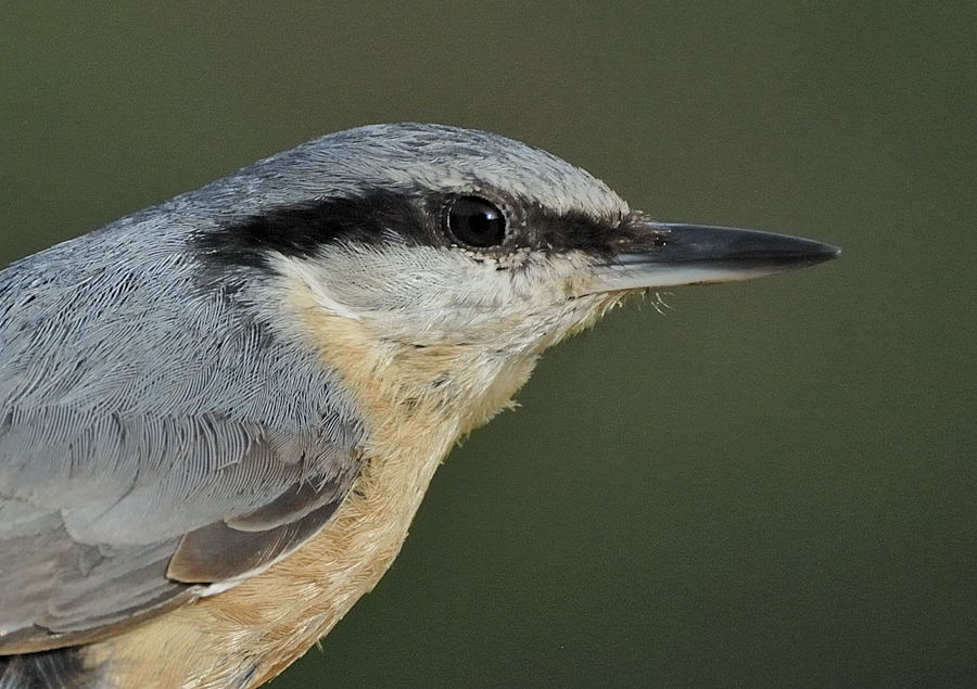 iGoTerra - Learn about Lesser Kiskadee Philohydor lictor