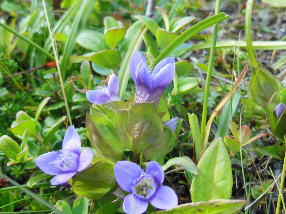 iGoTerra - Learn about Emperor Dragonfly Anax imperator