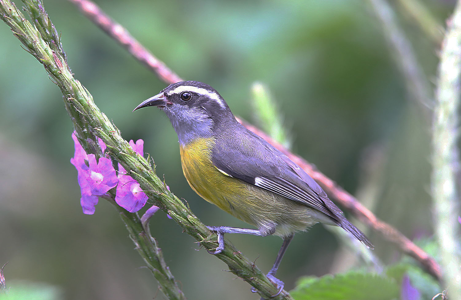 iGoTerra - Learn about Common Striped Woodlouse Philoscia muscorum
