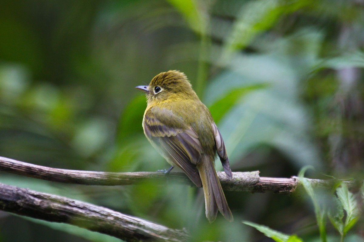 iGoTerra - Learn about Andean Ibis Theristicus branickii