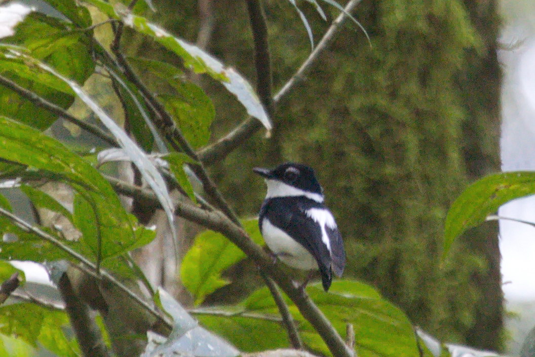 iGoTerra - Learn about Tropical Royal Flycatcher Onychorhynchus coronatus