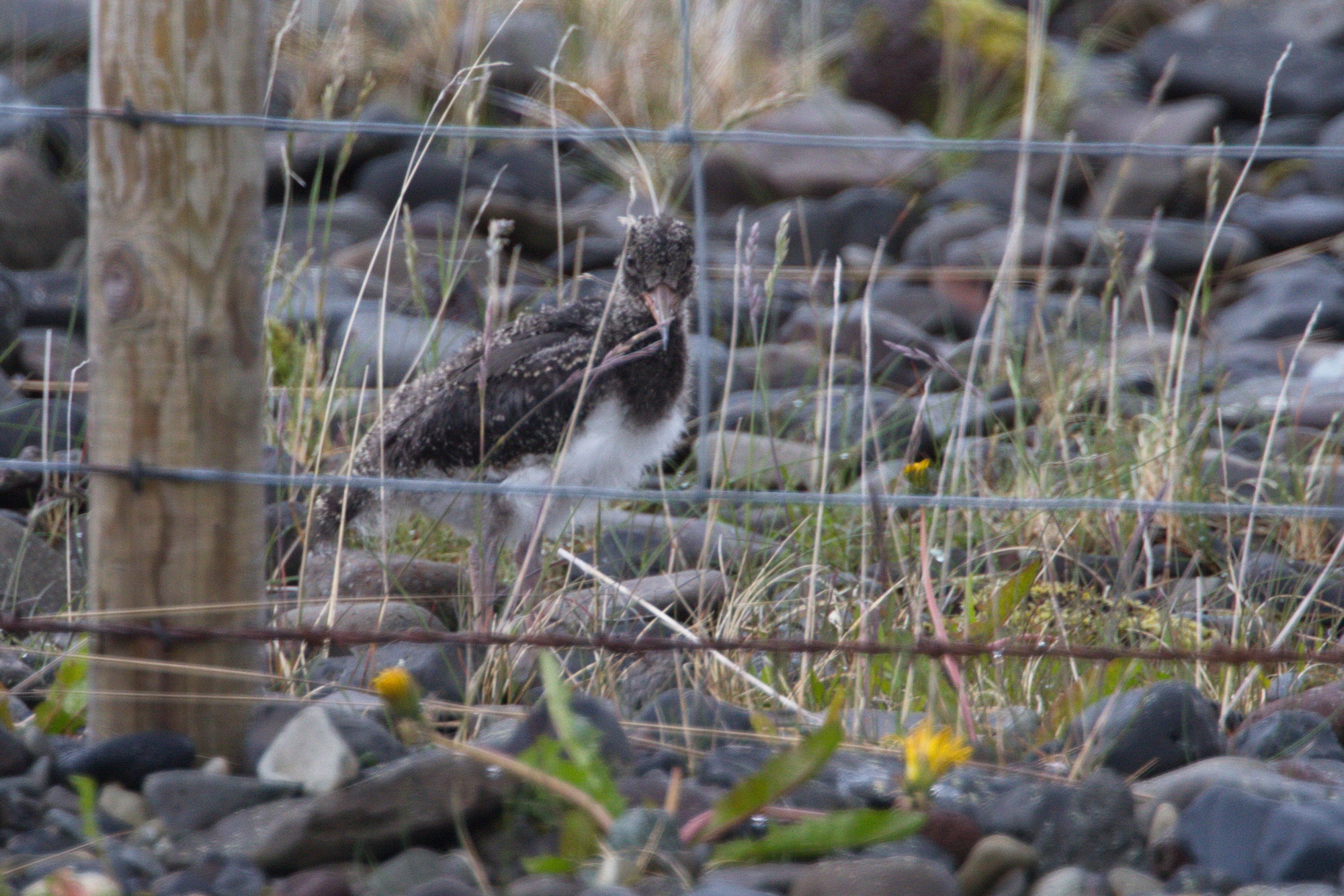 iGoTerra - Learn about Splendid Brocade Lacanobia splendens