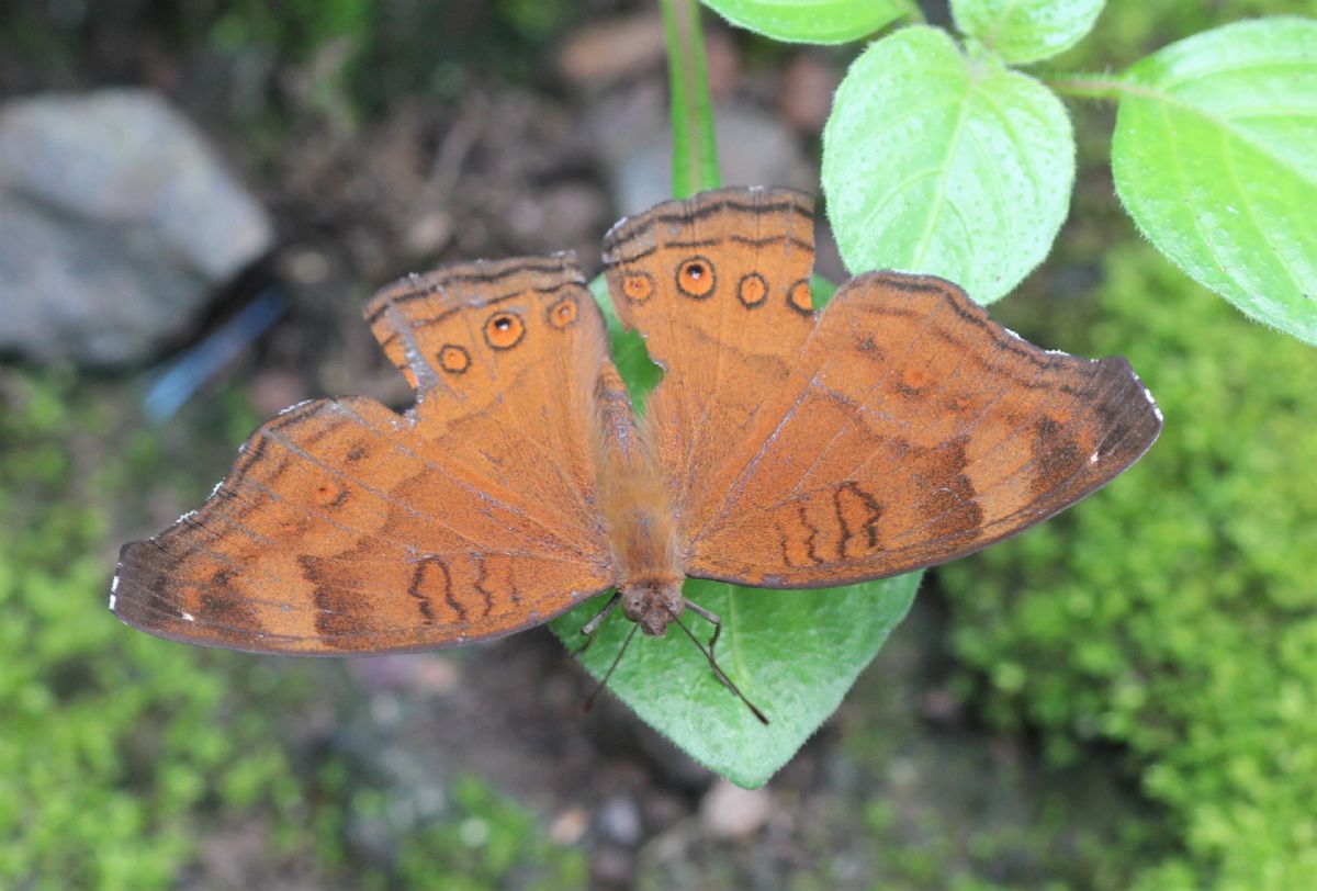 iGoTerra - Learn about Kamchatka Leaf Warbler Phylloscopus examinandus